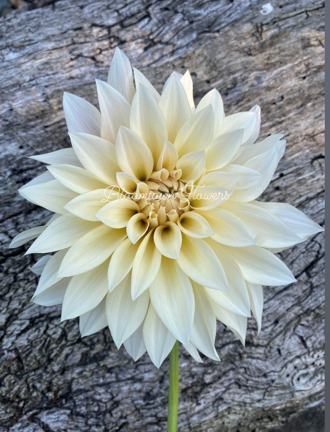 US Dahlia Grower and Tuber Producer – Bloomtown Flowers