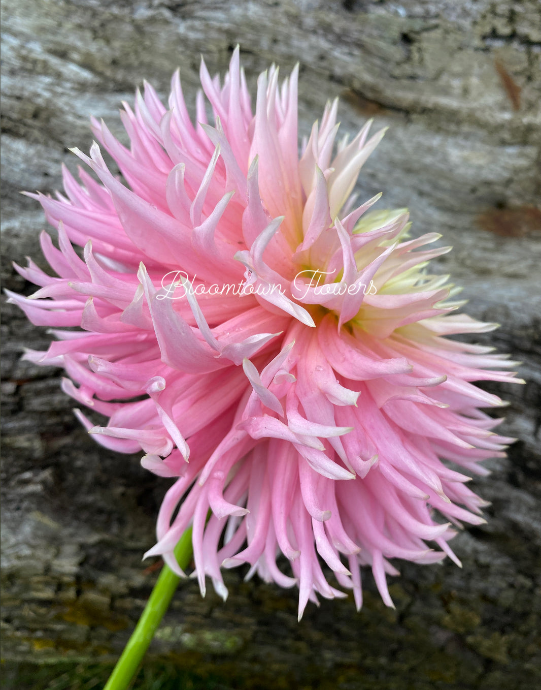 Just Married – Bloomtown Flowers