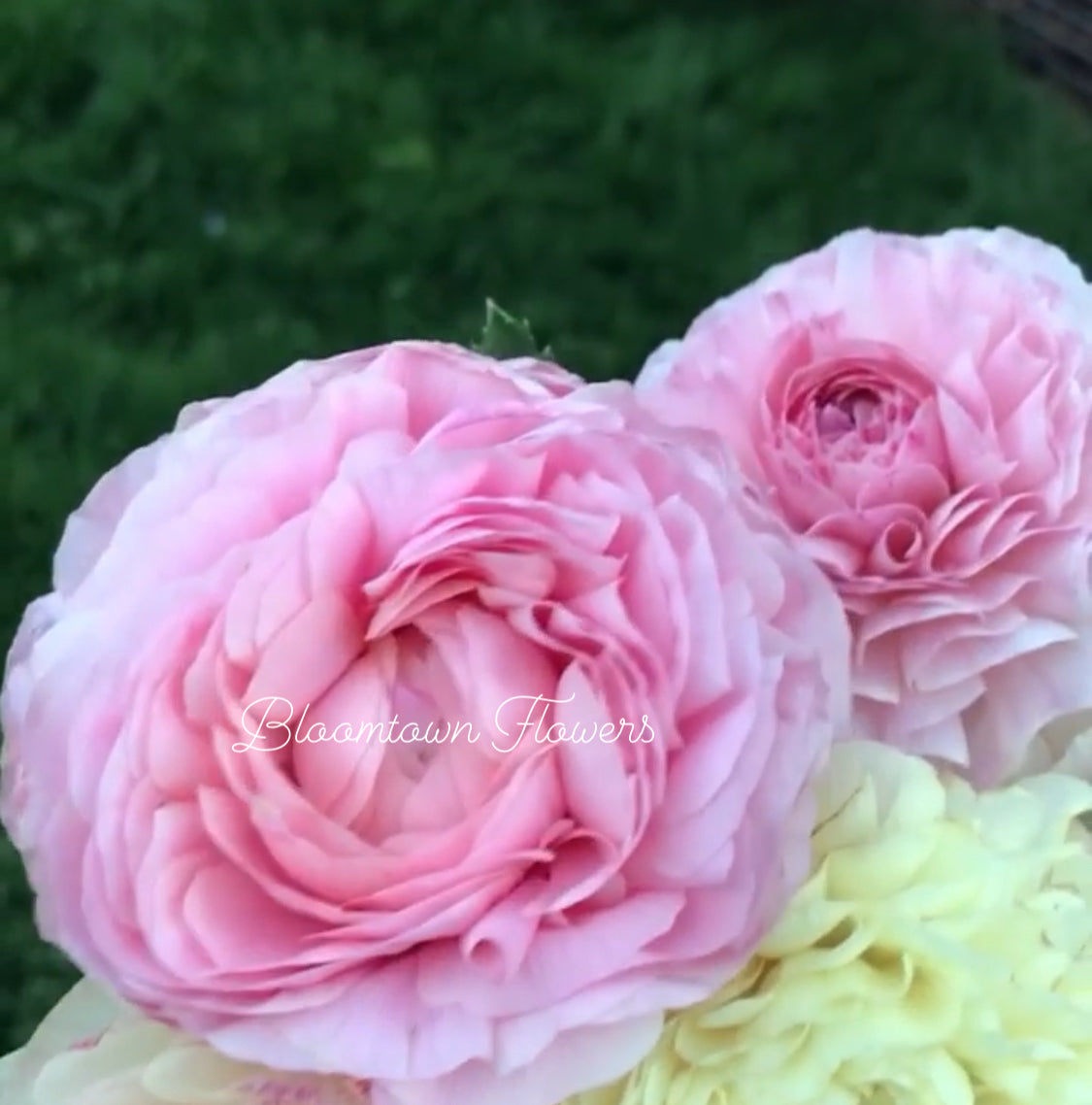 Pastello Elegance Italian Ranunculus (10 corms) – Bloomtown Flowers
