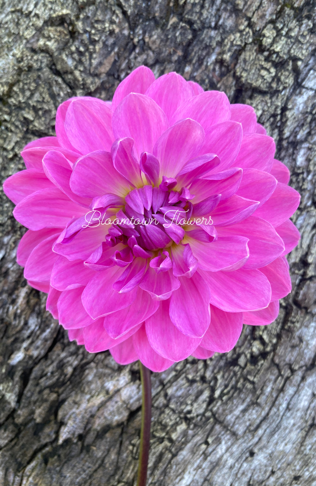 Carmen Bunky – Bloomtown Flowers