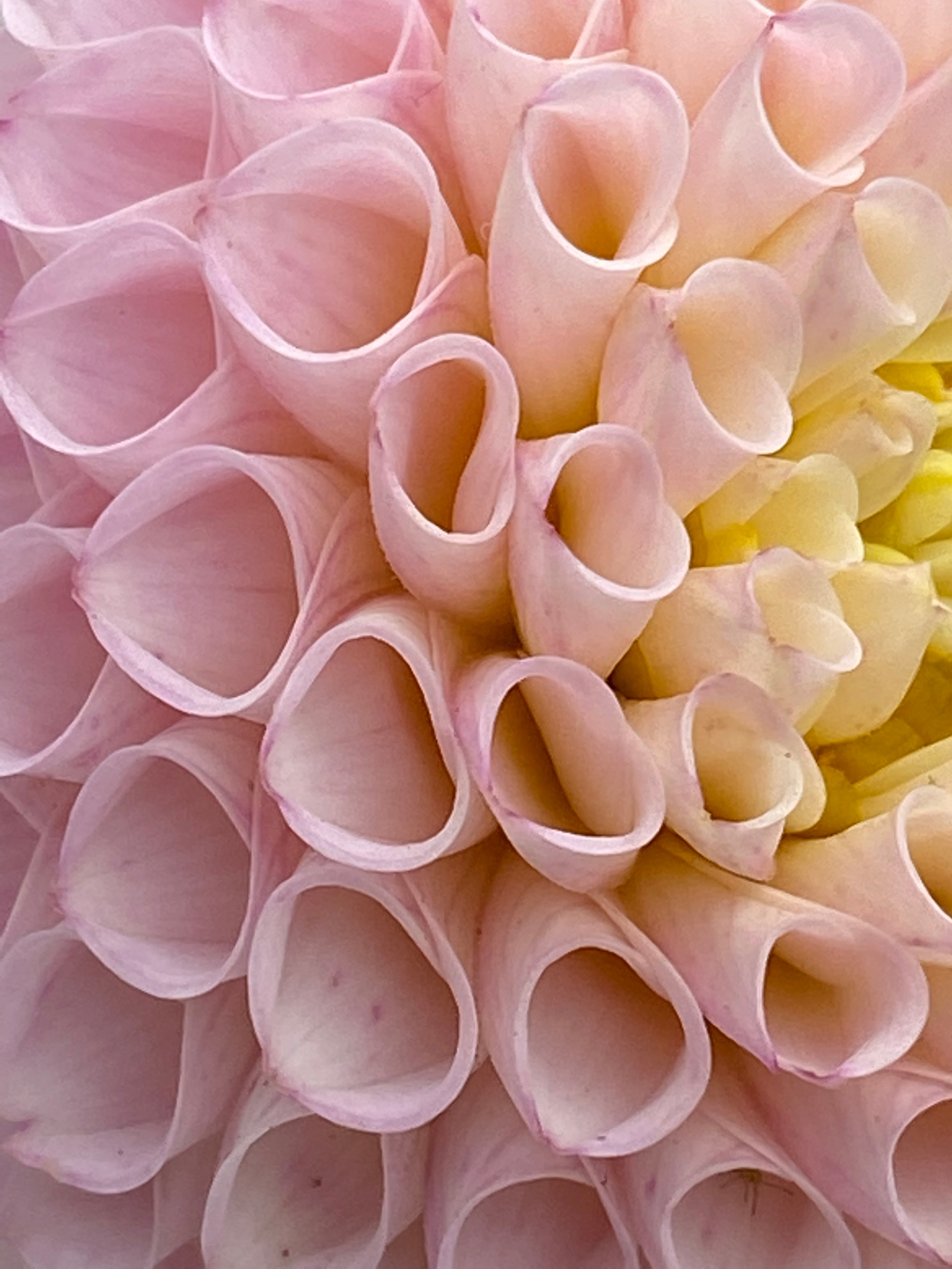 US Dahlia Grower and Tuber Producer – Bloomtown Flowers