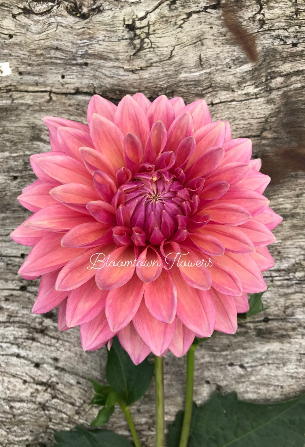 Scaur Swinton – Bloomtown Flowers