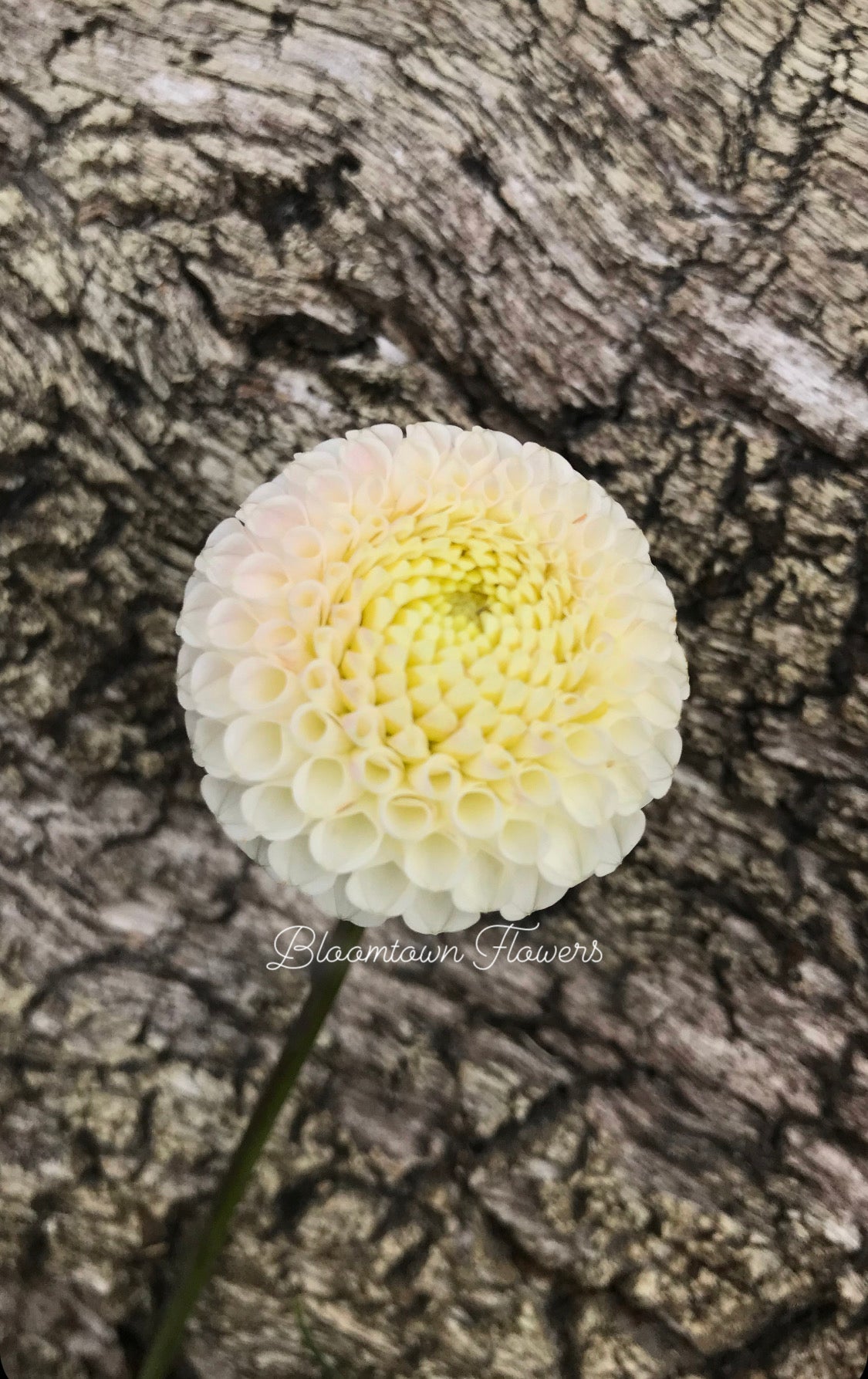 Small World – Bloomtown Flowers